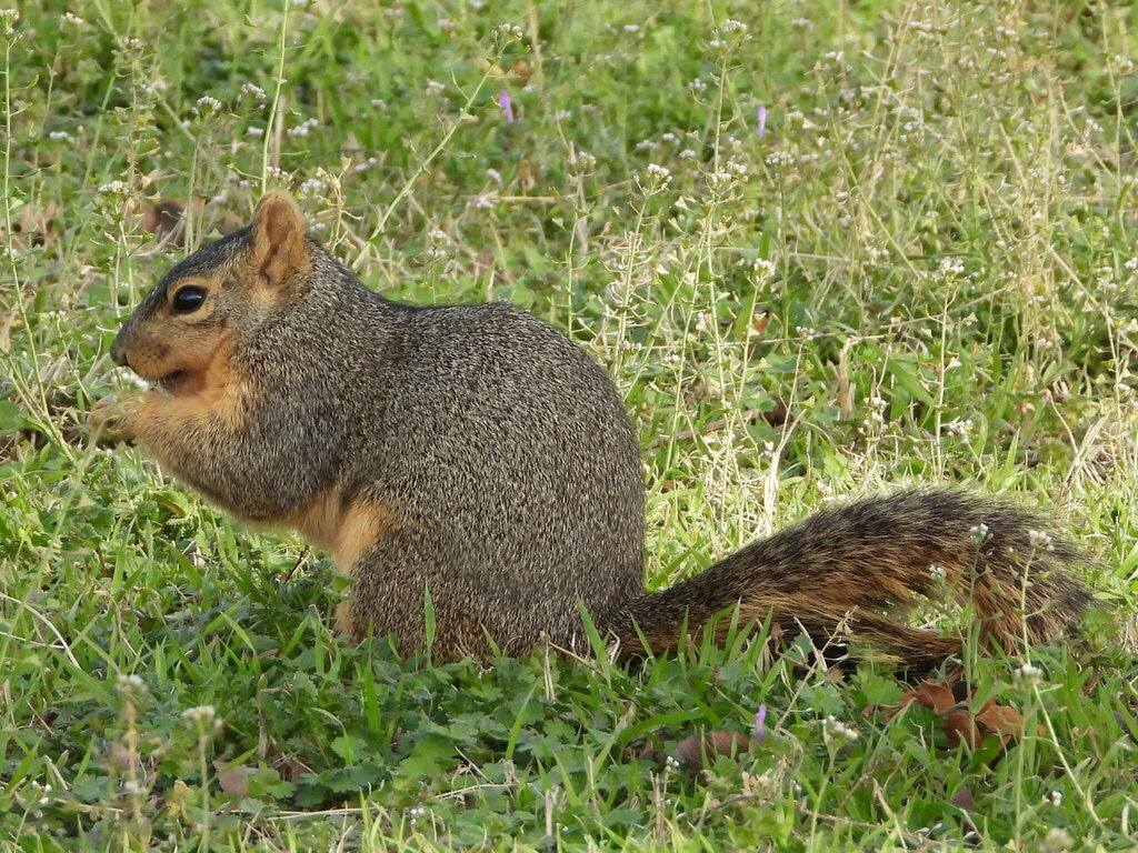 Fox Squirrel from West Meadowbrook, Fort Worth, TX, USA on February 28 ...