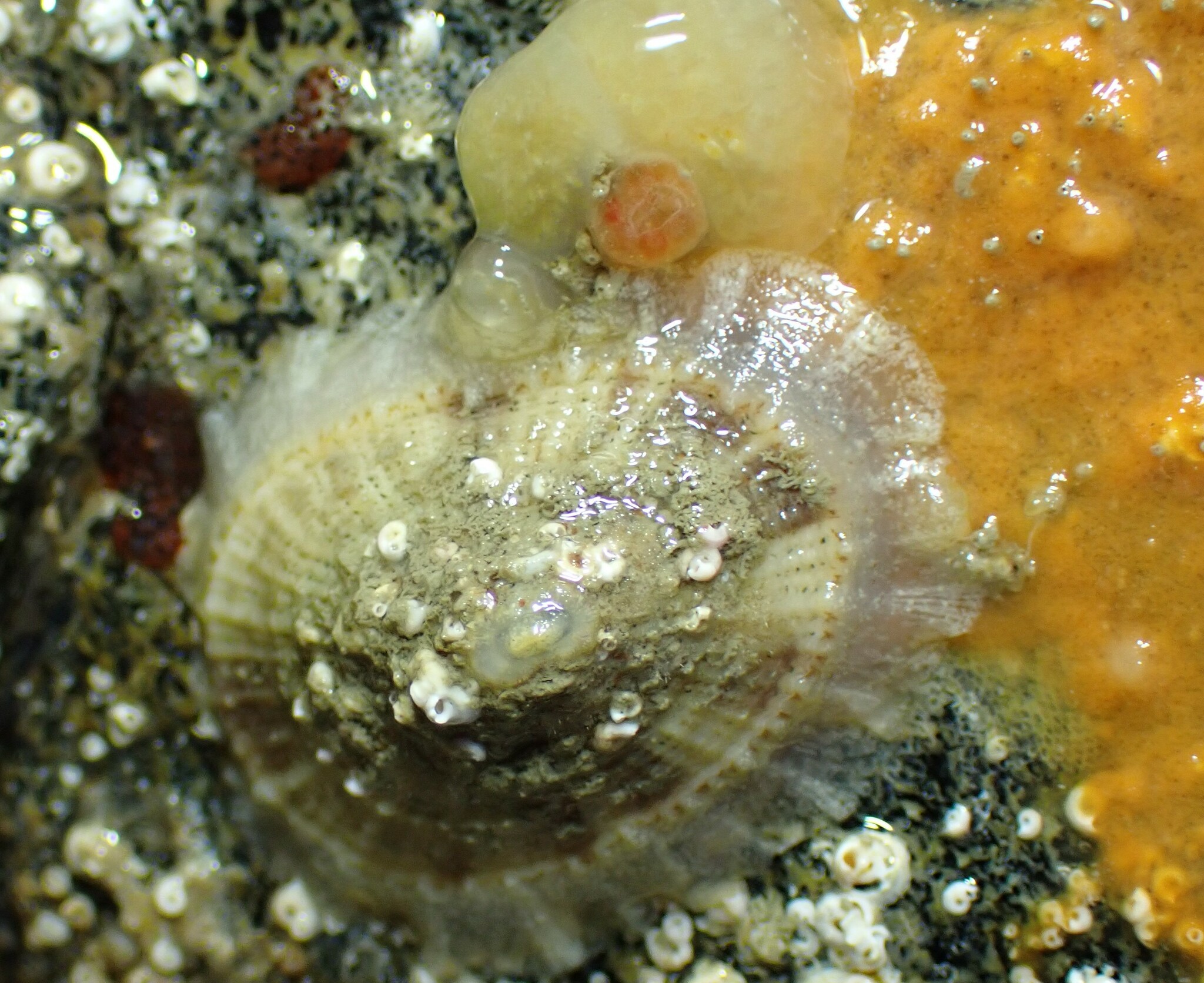 Diodora graeca (Linnaeus, 1758)