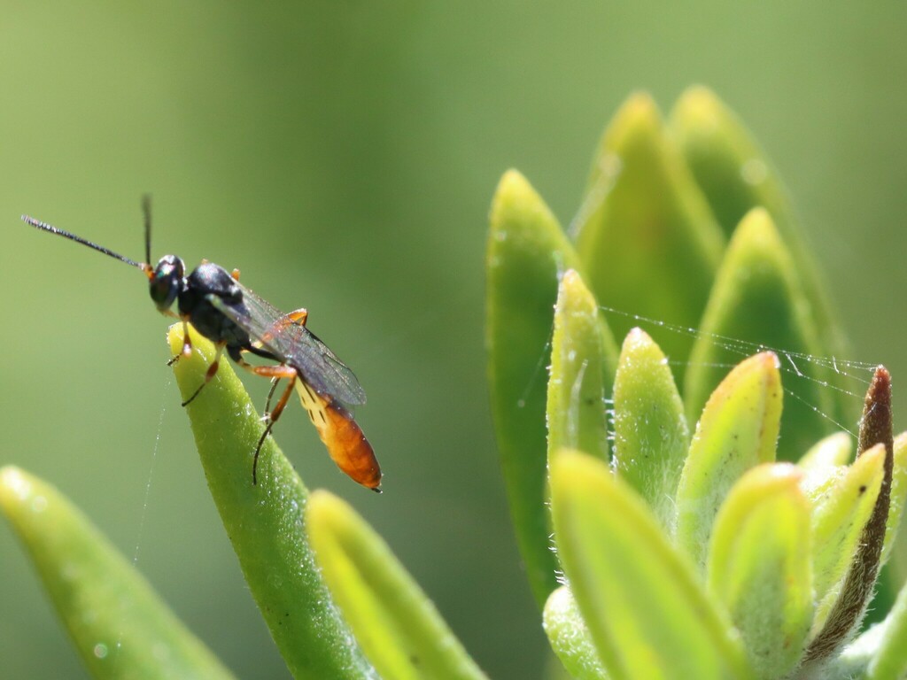 Ichneumonid Wasps from Central Coast NSW, Australia on February 04 ...