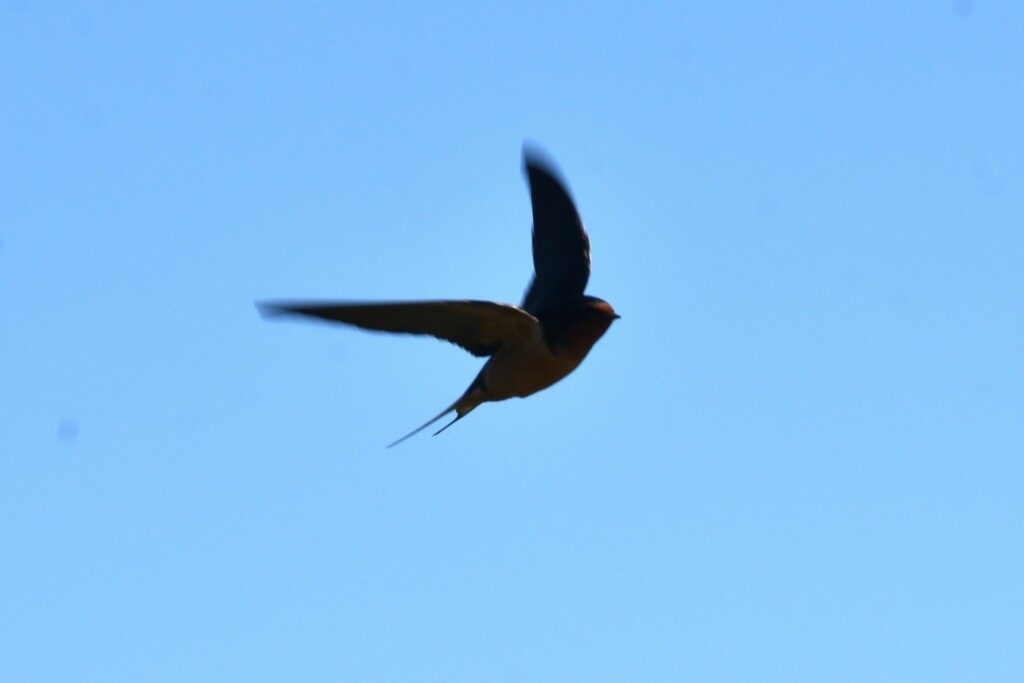 Barn Swallow from Fairfield, Victoria, BC, Canada on May 20, 2022 at 03 ...