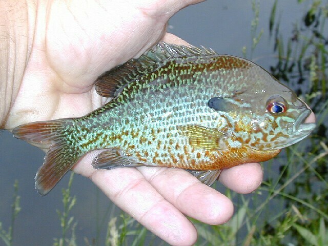 Redbreast × Bluegill Sunfish from Cross River, Westchester County, NY ...