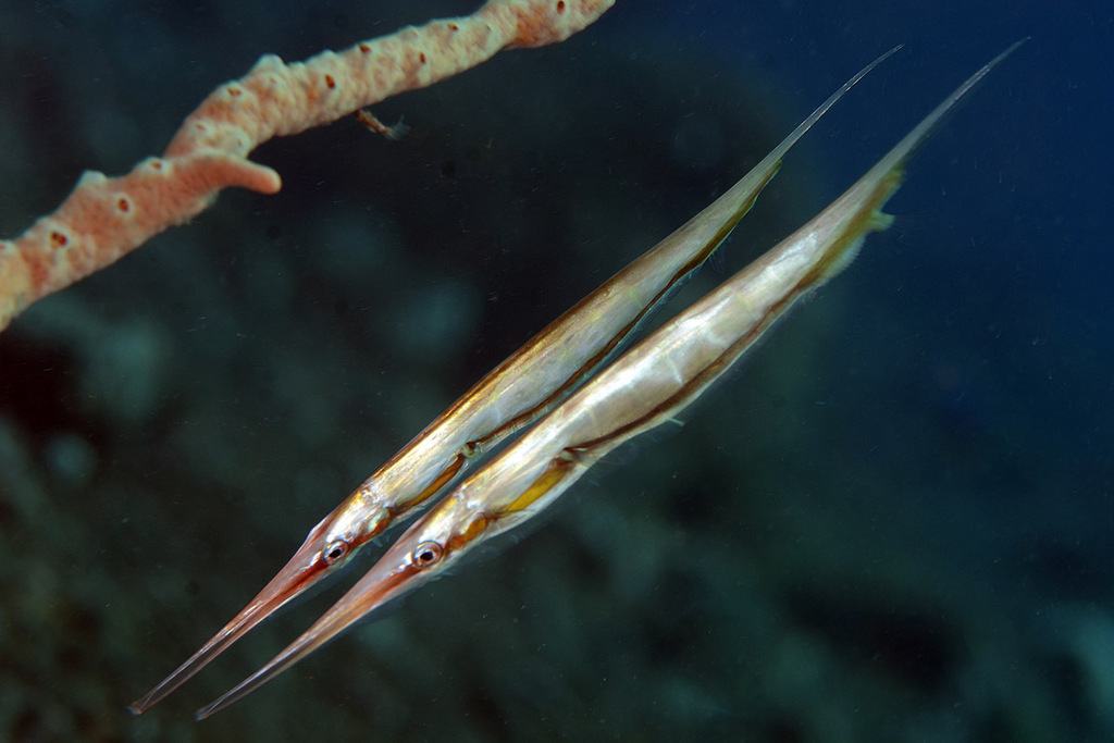 Grooved Razorfish from Kwanji, near Tulamben, Kubu, Karangasem Regency ...