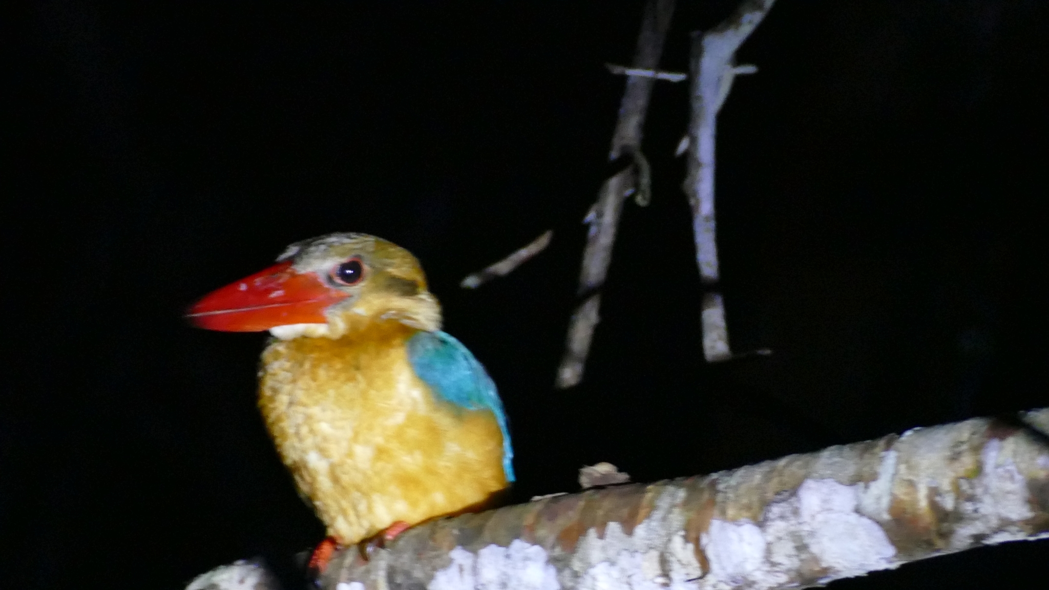 Pelargopsis capensis (Linnaeus, 1766)