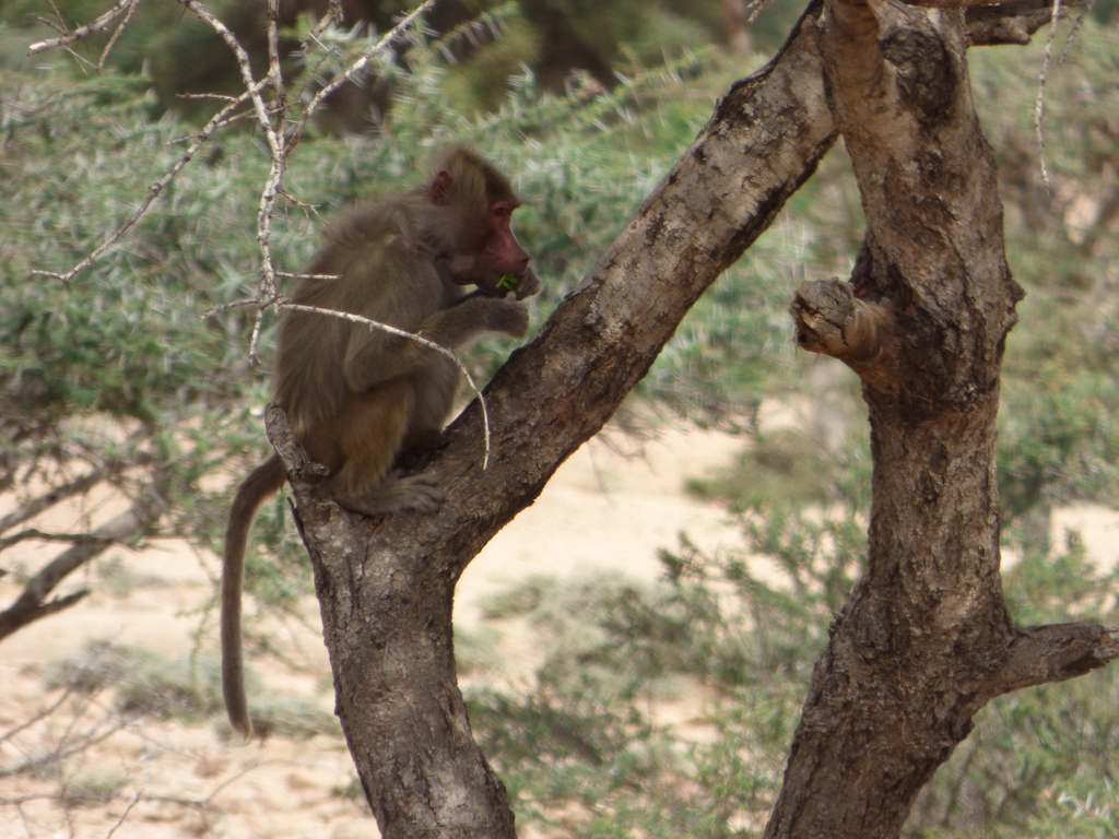 Hamadryas Baboon from Road to Hargeisa, Somaliland on October 4, 2019 ...