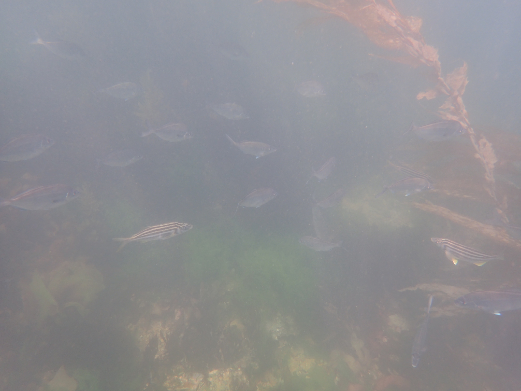 Latris lineata (Forster, 1801)