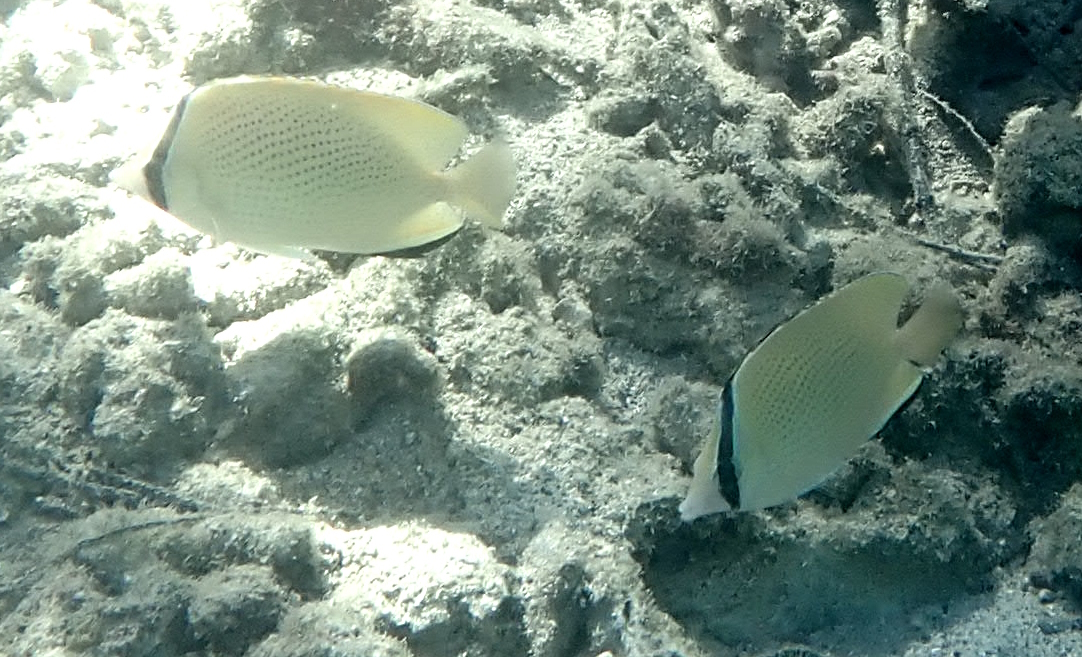 Chaetodon citrinellus Cuvier, 1831