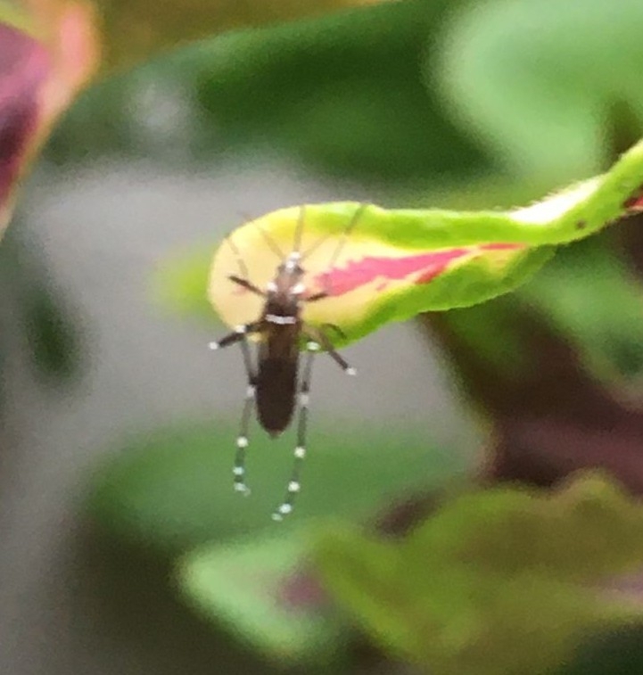 Aedes aegypti (Linnaeus, 1762)