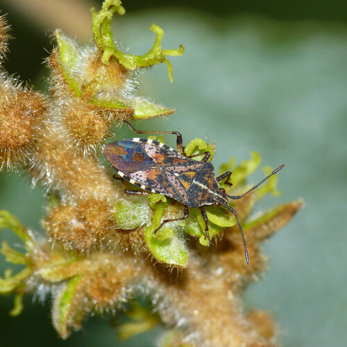 Althos pericarti · iNaturalist