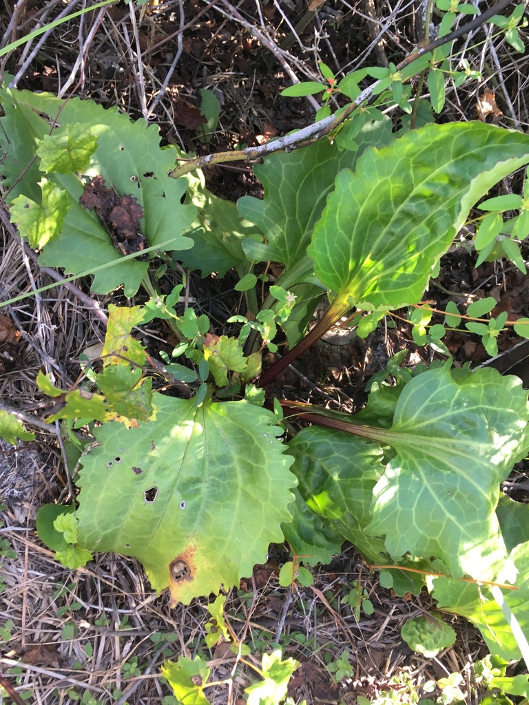 Florida Indian Plantain from Oscar Scherer State Park, Osprey, FL, US ...