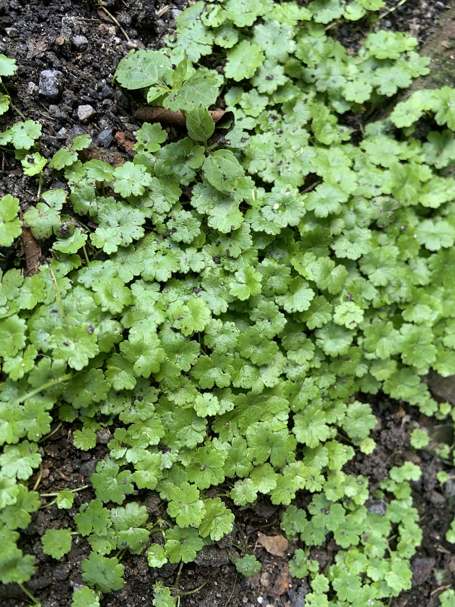 Hydrocotyle sibthorpioides Lam.