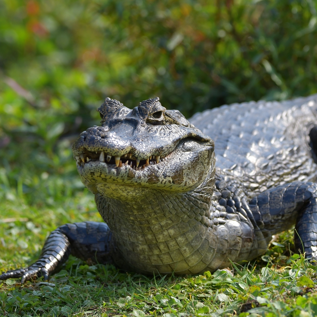 Broad-snouted Caiman from San Martín, Corrientes, Argentina on February ...