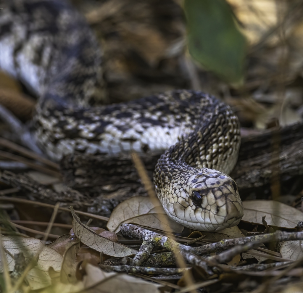 Florida Pine Snake in February 2023 by Patricia Tiller · iNaturalist