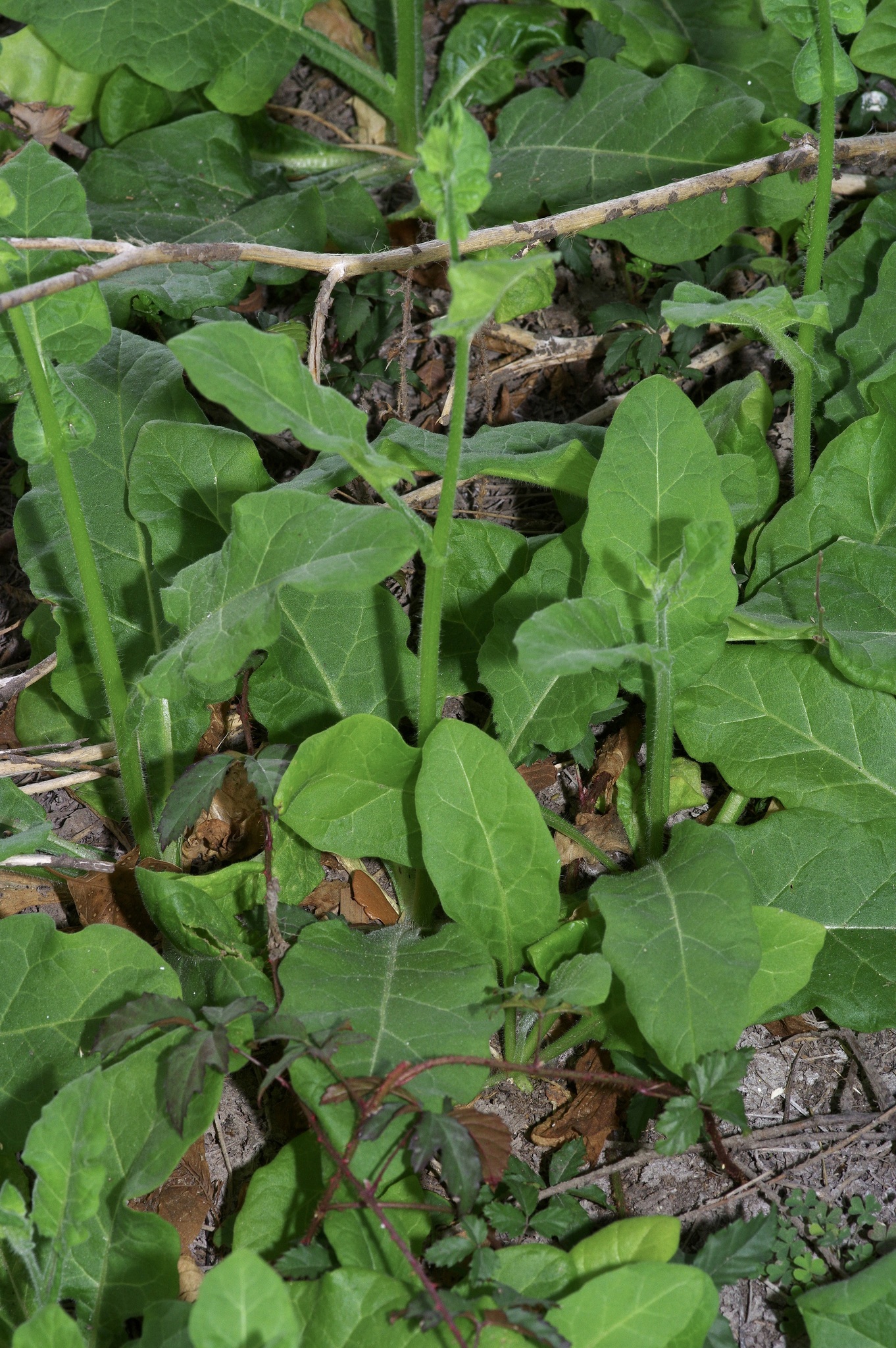 Nicotiana repanda Willd. ex Lehm.
