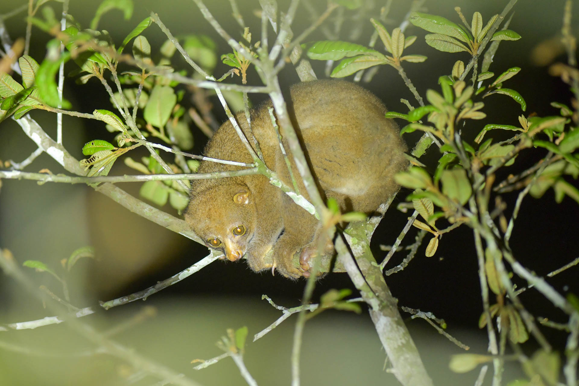 Perodicticus potto (Müller, 1766)