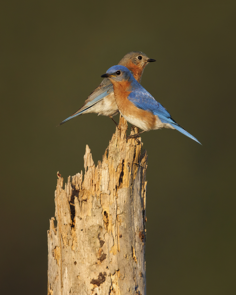 Eastern Bluebird from Putnam County, FL, USA on February 27, 2023 at 07 ...