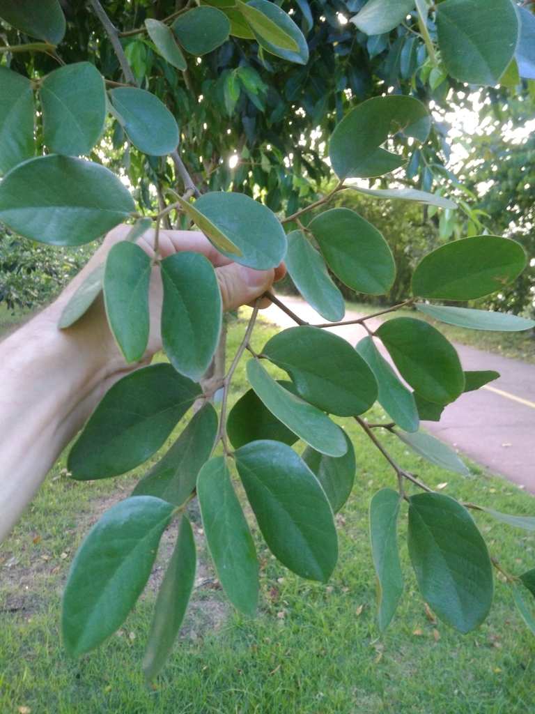 Hymenaea martiana from Portuguesa, Rio de Janeiro - RJ, Brasil on ...