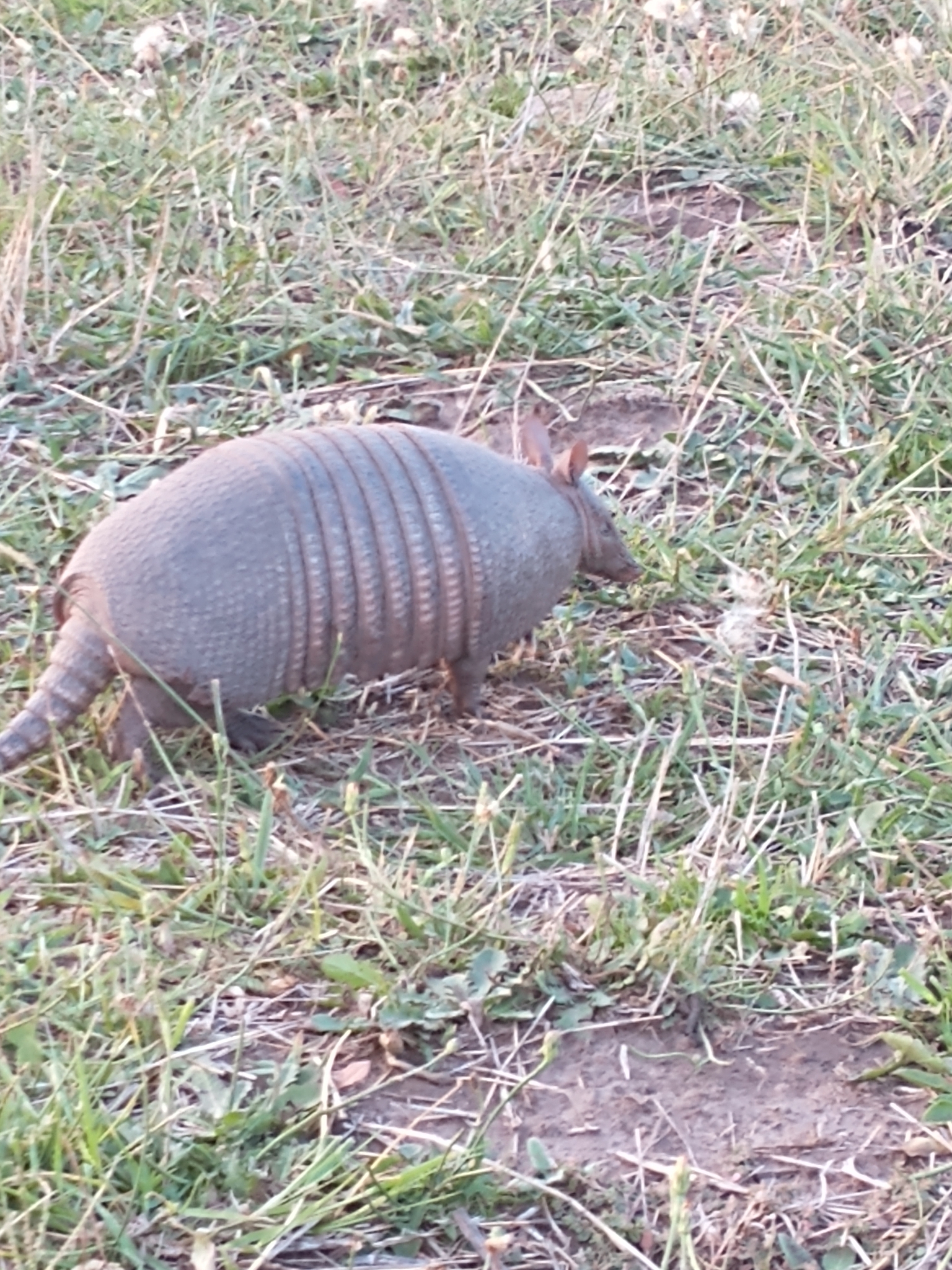 Dasypus septemcinctus Linnaeus, 1758