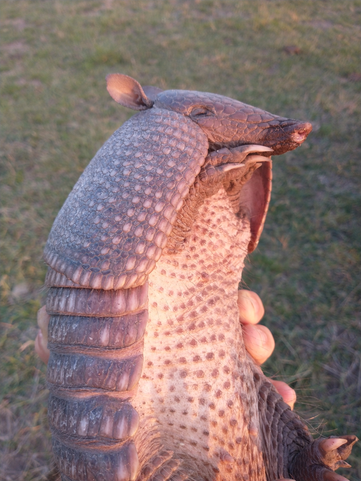 Dasypus septemcinctus Linnaeus, 1758