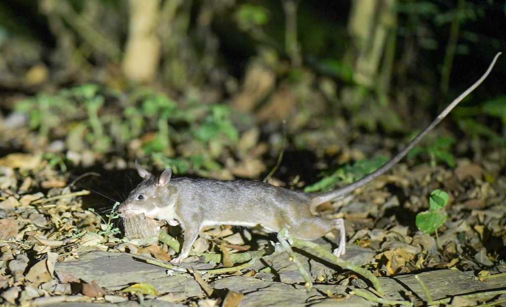 African Giant Pouched Rat from Twifo Hemang Lower Denkyira, Ghana on ...