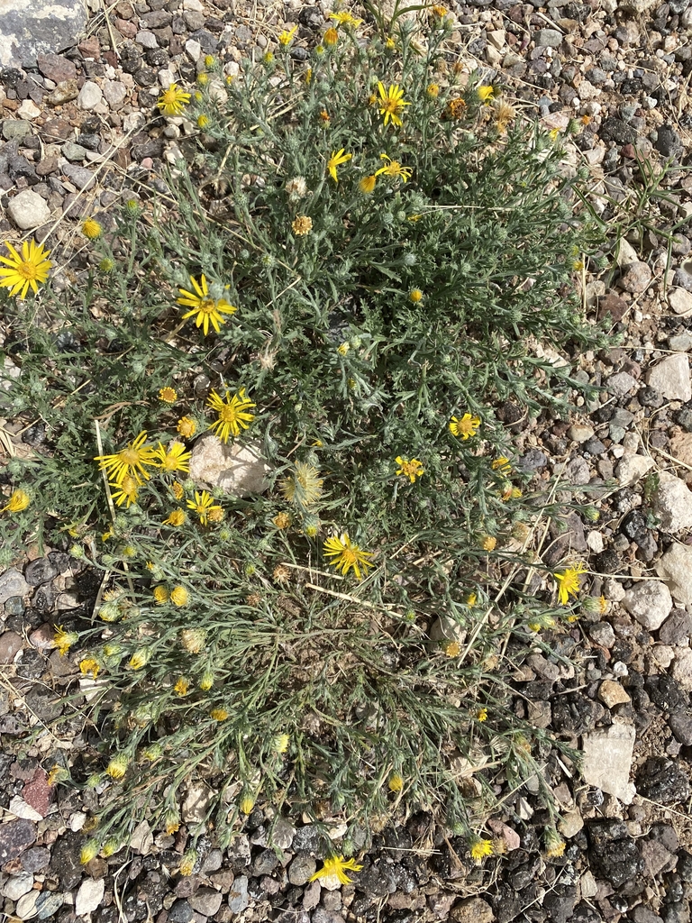 Spiny Goldenweed from Jeff Davis County, TX, USA on September 25, 2022 ...