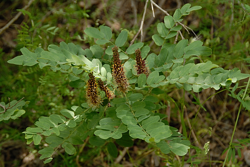 Amorpha californica californica (Flora and Fauna of the Auburn State ...