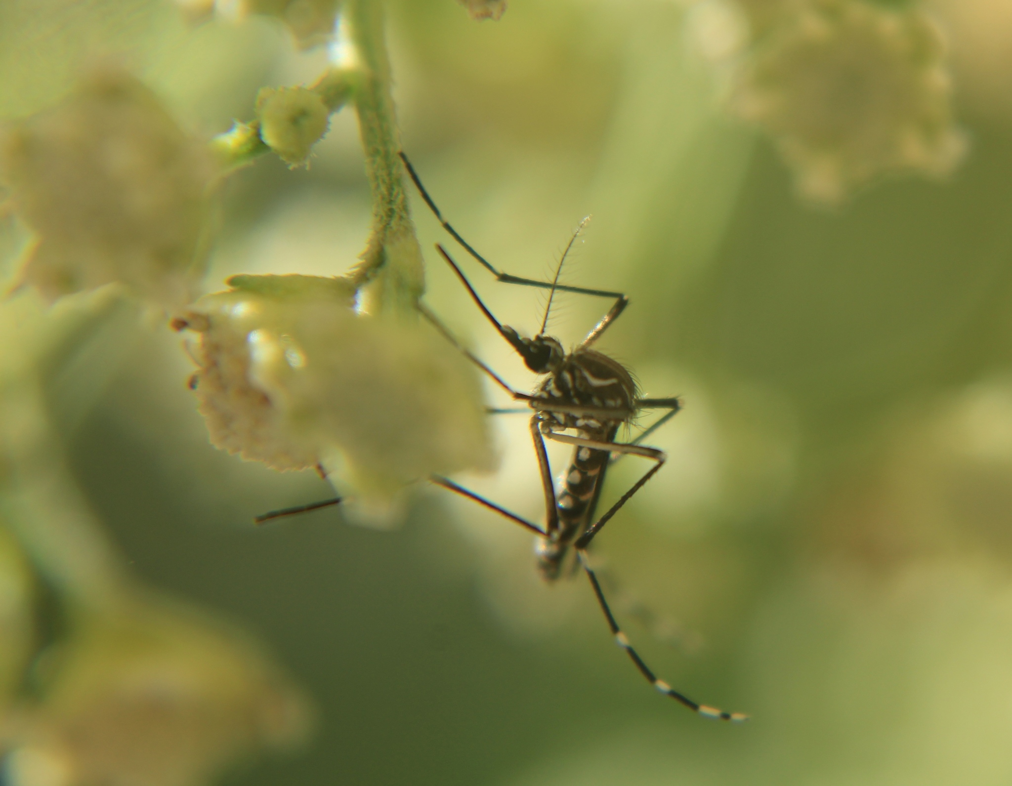 Aedes aegypti (Linnaeus, 1762)