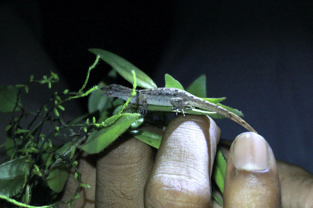 Bridled Forest Gecko from Tunapuna/Piarco Regional Corporation ...