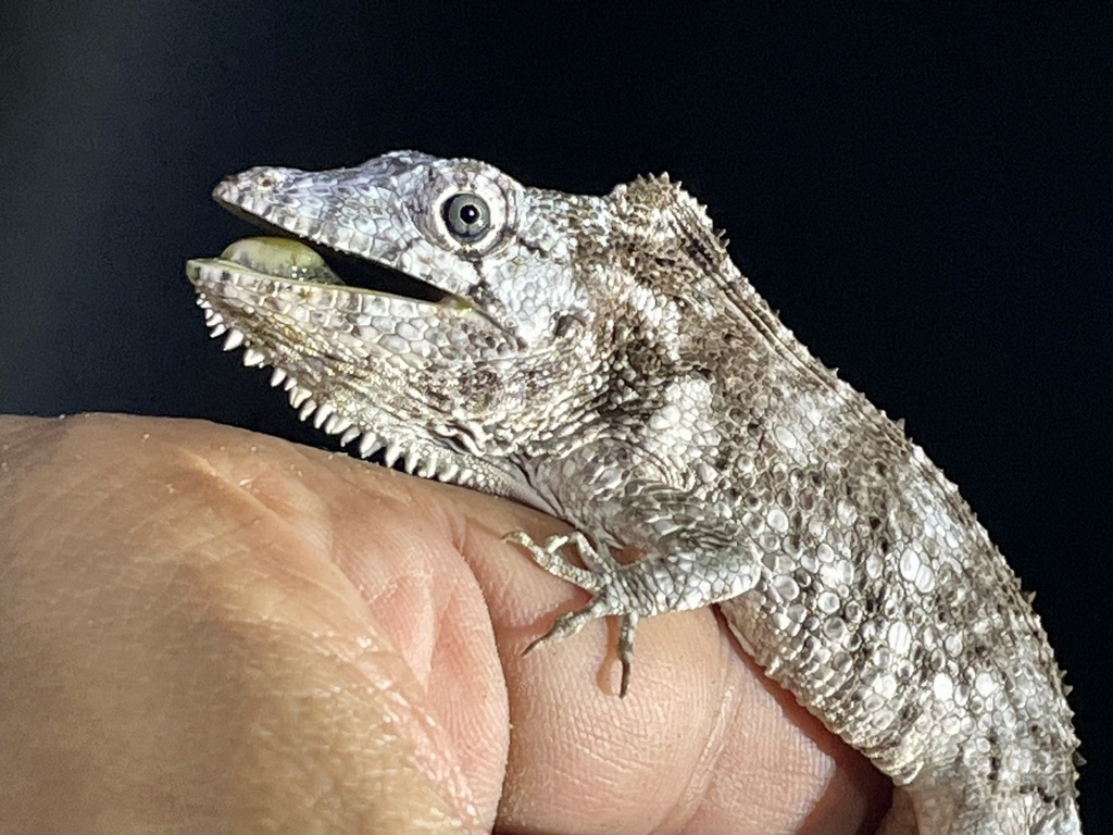 Western Bearded Anole in January 2023 by Irene. Probably a juvenile ...