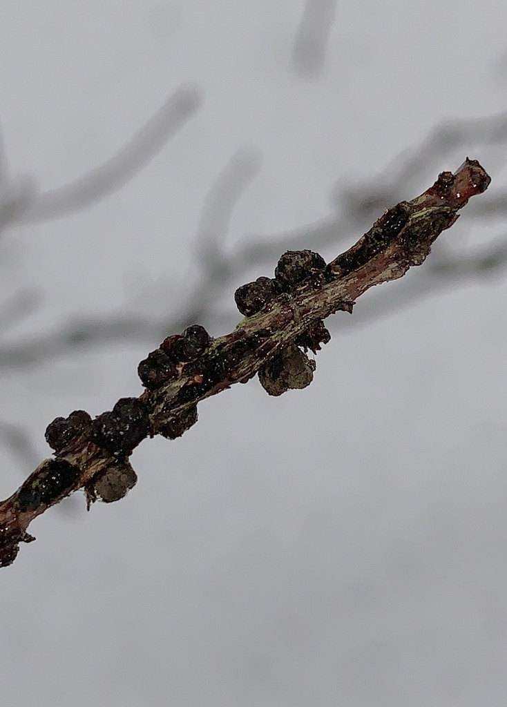 Banded Bullet Gall Wasp from Lawrence Estates, Medford, MA, US on ...