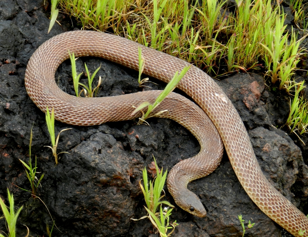 Banded Racer from Koyna Wildlife Sanctuary, Koyna Nagar, Koyna ...