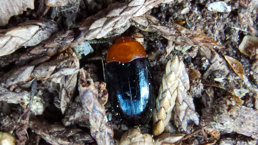 Cucujiform Beetles from Yorkmount, Charlotte, NC, USA on February 28 ...