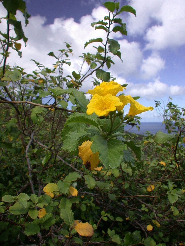 yellow geiger from Motane, French Polynesia on July 20, 2004 at 09:46 ...