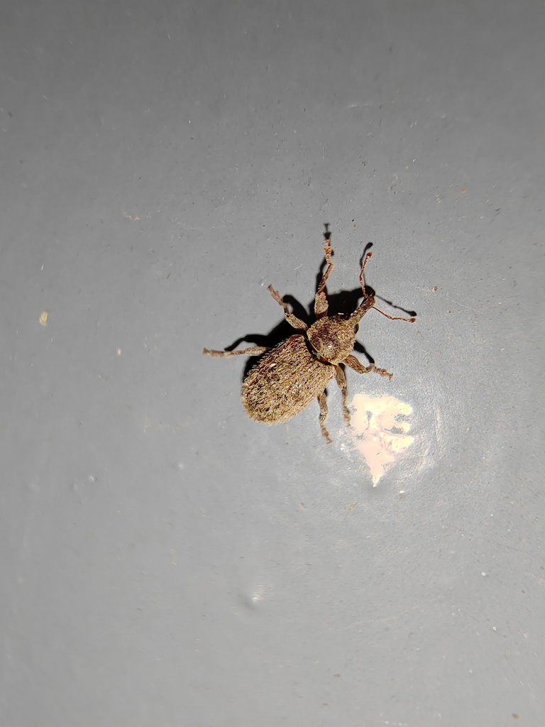 True Weevils from 中国北京市昌平区 on February 28, 2023 at 12:28 PM by Yushi ...