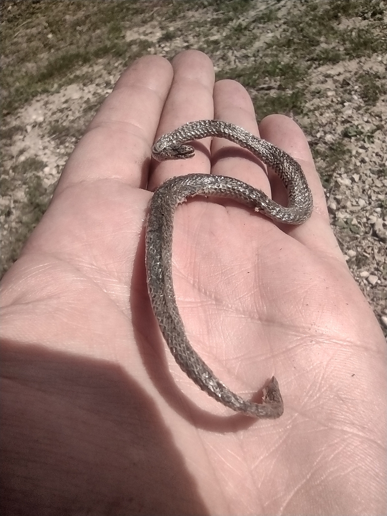 Colubrid Snakes from Lake Waco Wetlands on February 28, 2023 at 01:16 ...