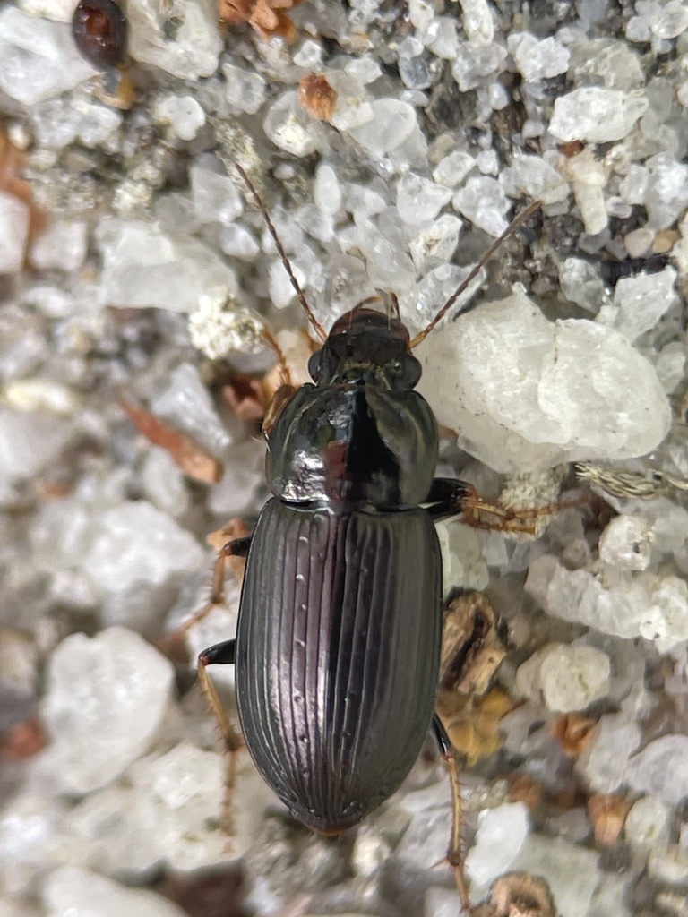 Adelium from Boundary Tk E, Frankston South, VIC, AU on March 01, 2023 ...