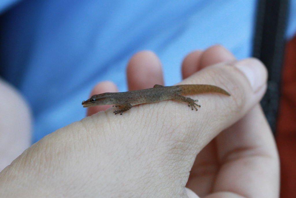 Tobago Least Gecko from Tunapuna/Piarco, TT on February 26, 2023 at 12: ...