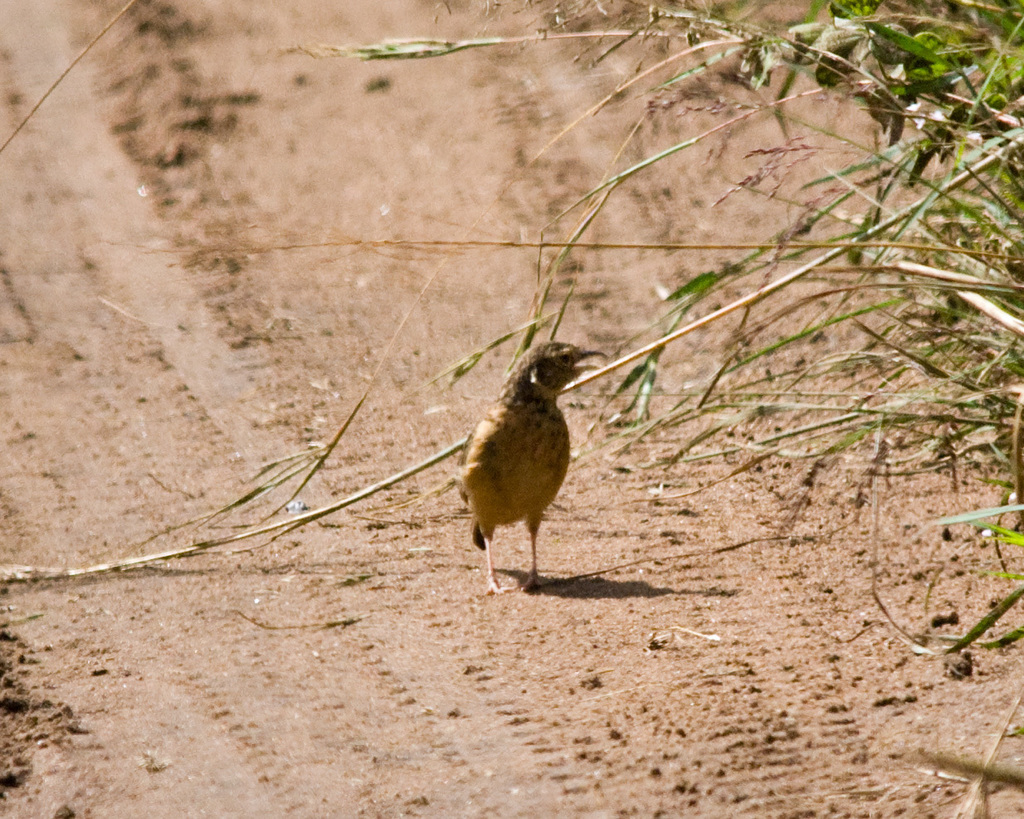 Flappet Lark (Birds of Kenya) · iNaturalist