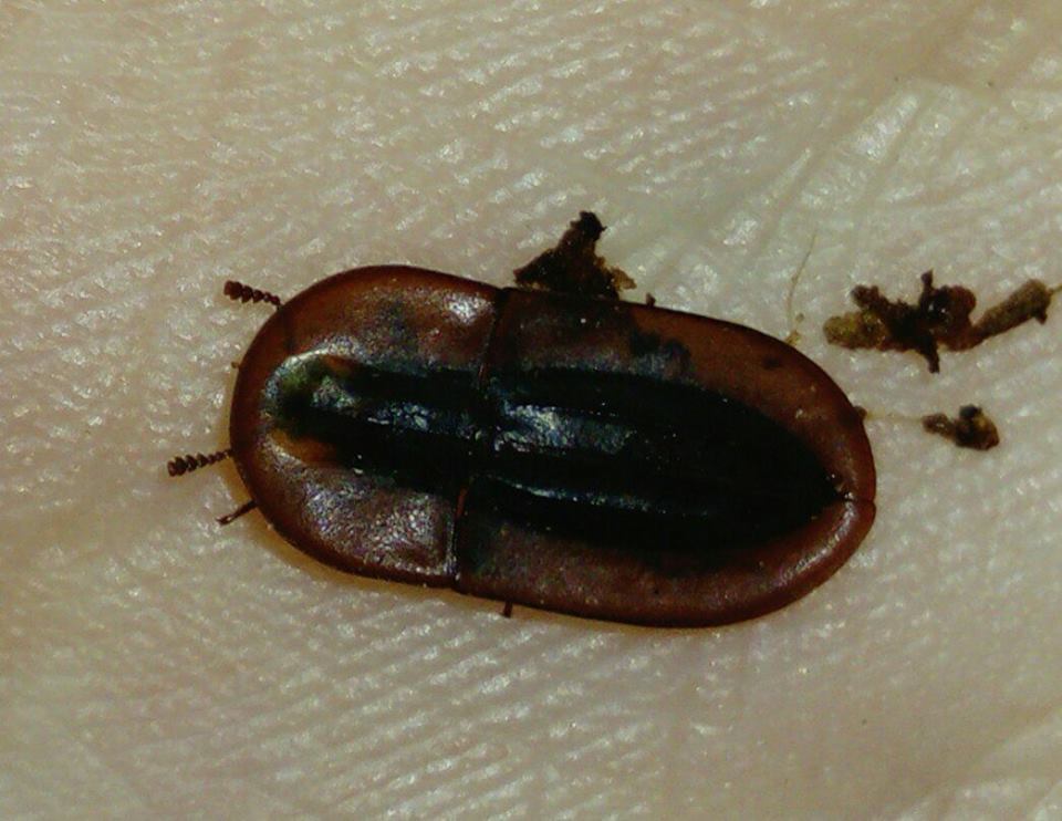 UFO Darkling Beetles from Torres Vedras, Portugal on October 6, 2017 at ...