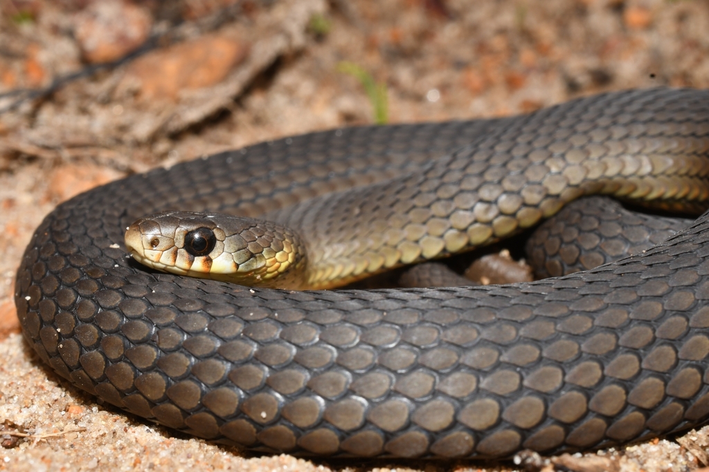 Short-nosed Snake in September 2022 by Bryce van der Heide · iNaturalist