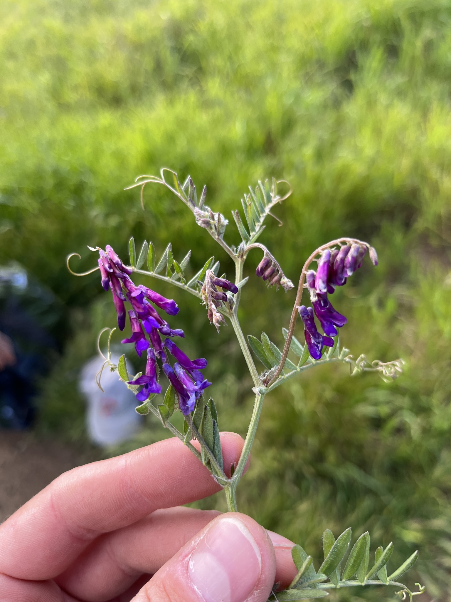 Vicia villosa Roth