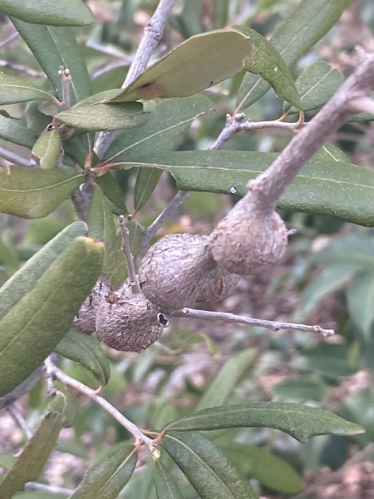 Southern Live Oak Stem Gall Wasp from Chapel Rd, Waco, TX, US on ...