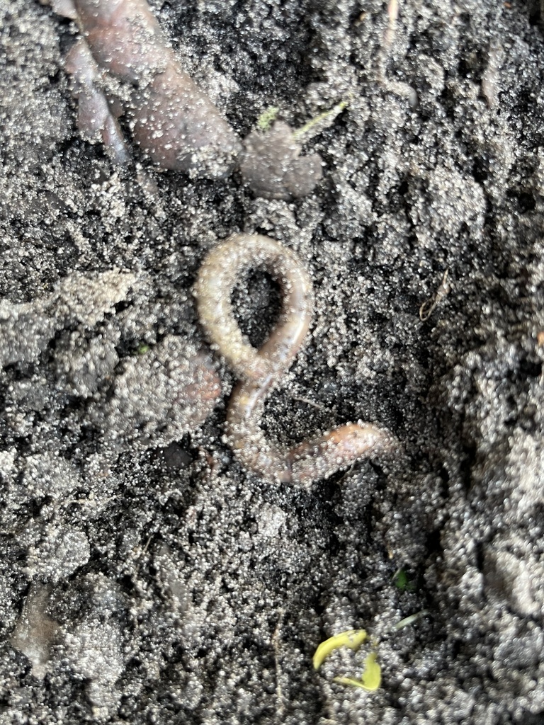 Common Earthworm from Teresa Blvd, Hudson, FL, US on February 28, 2023 ...