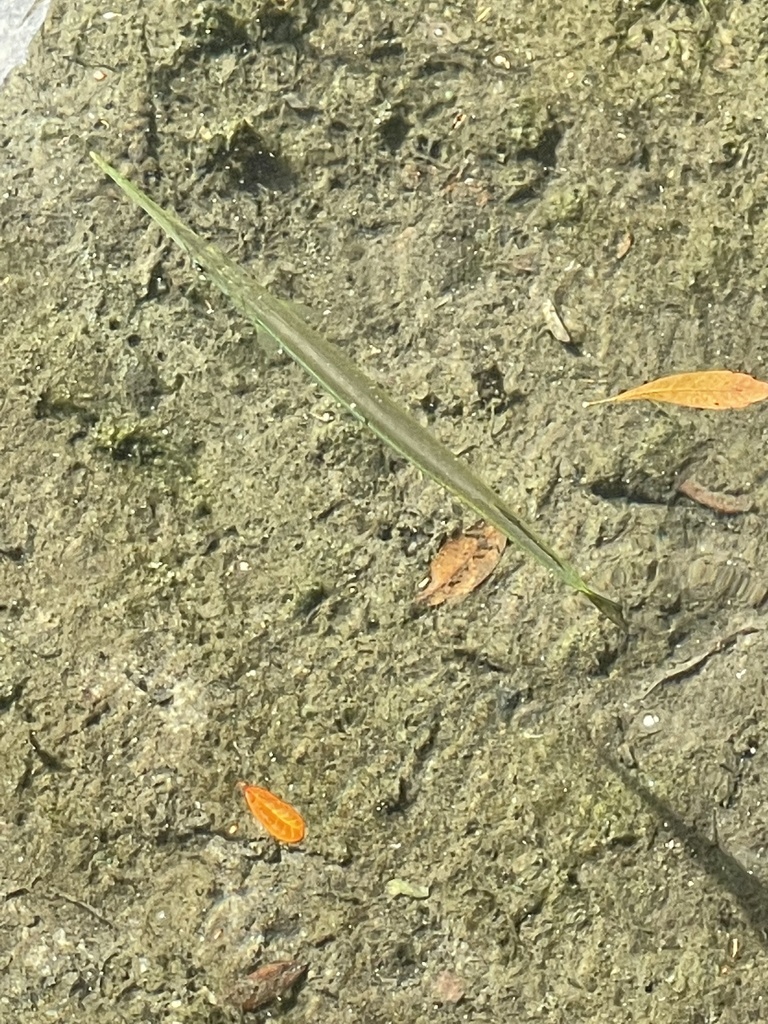 Atlantic Needlefish from Darlene St, Weeki Wachee, FL, US on February ...