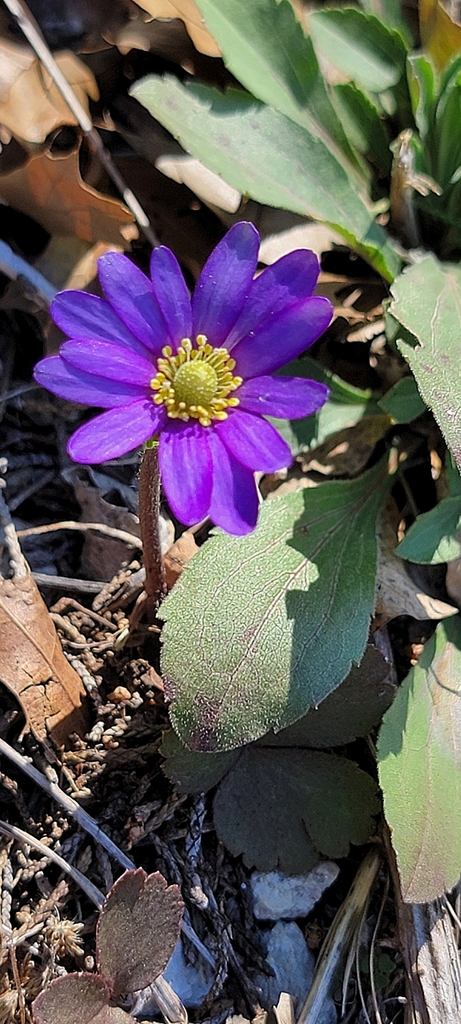 Tenpetal Anemone from Meridian, TX 76665, USA on February 28, 2023 at ...