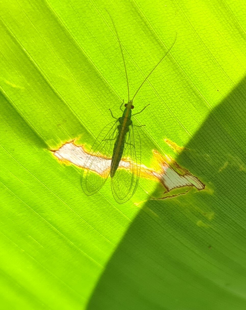 Mallada basalis (Walker, 1853)