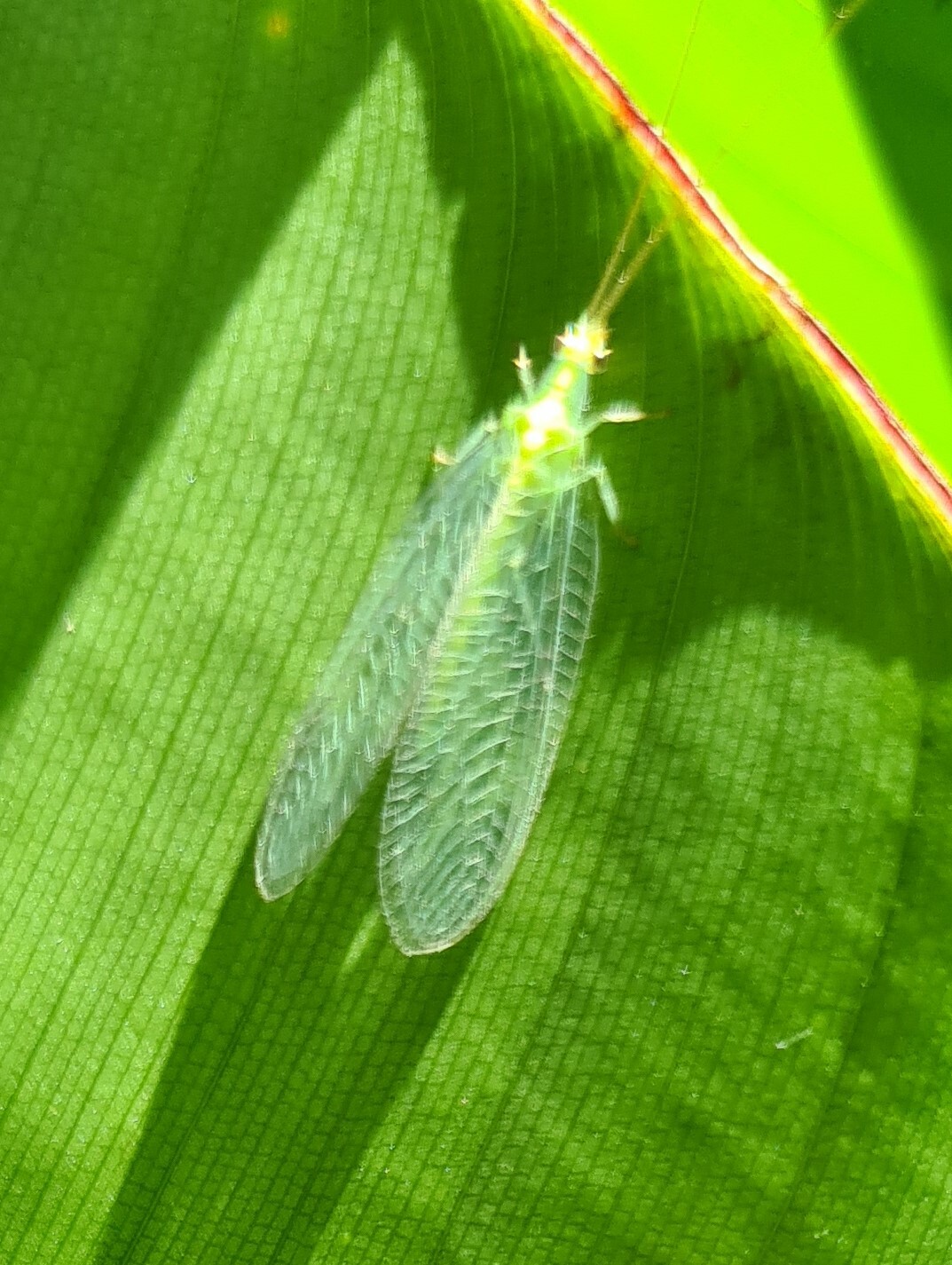 Mallada basalis (Walker, 1853)