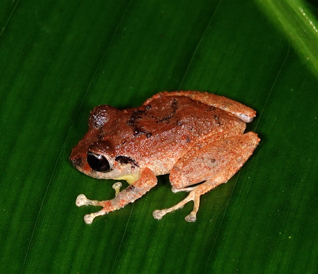 Pristimantis palmeri (Boulenger, 1912)