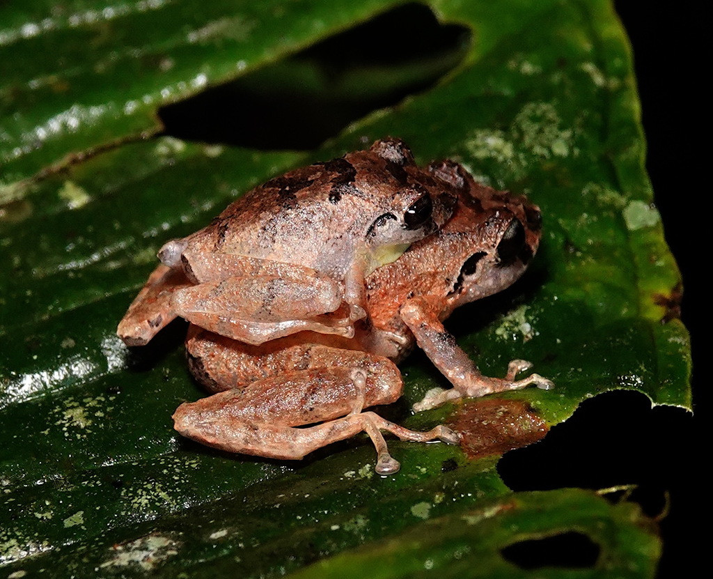 Palmer's Robber Frog from Montezuma Rainforest Lodge, Pueblo Rico ...