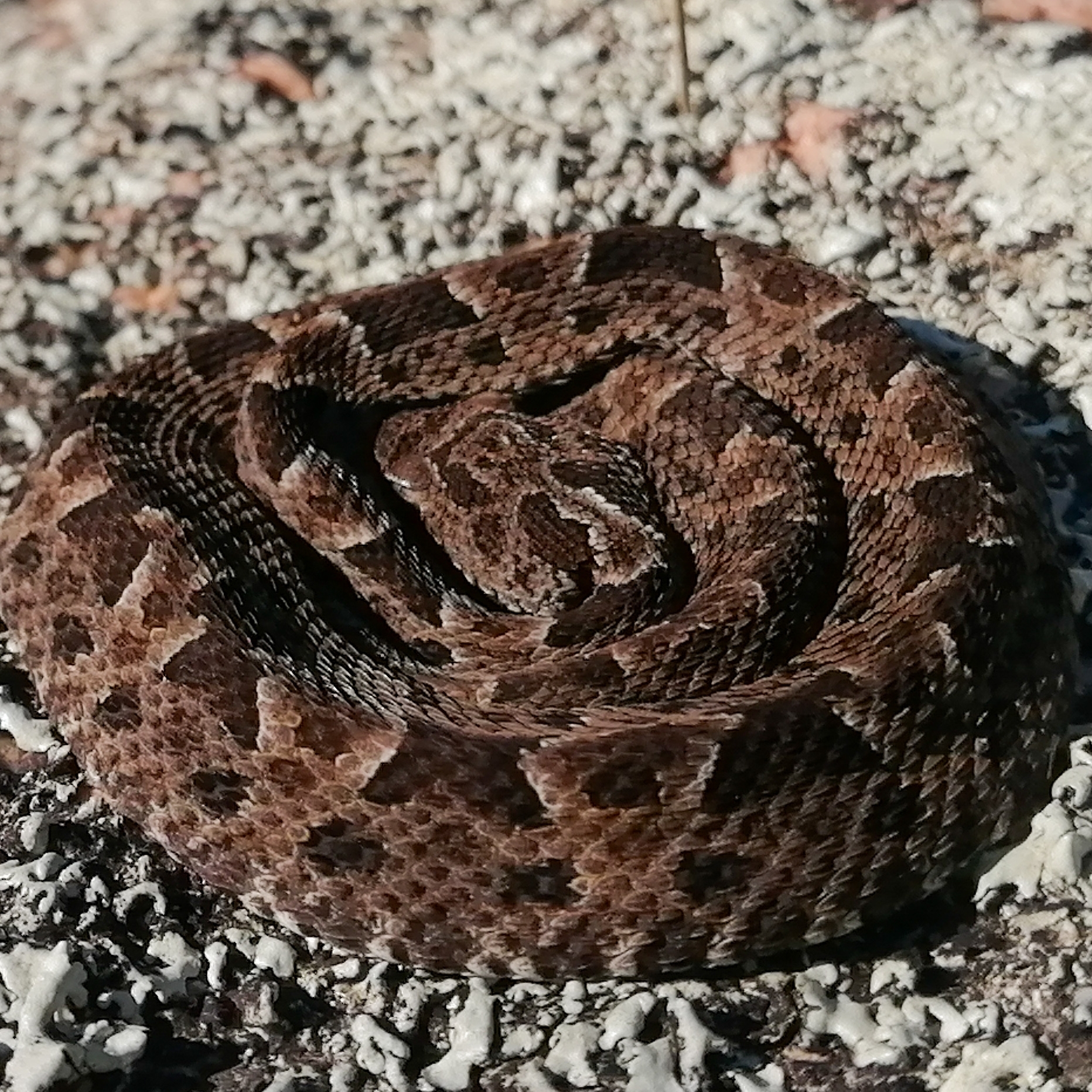 Bothrops pubescens (Cope, 1870)
