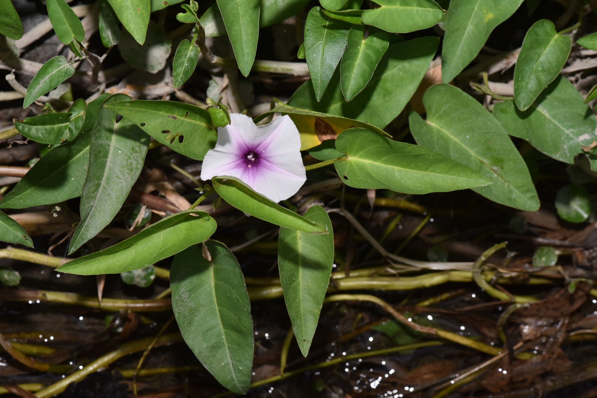 Ipomoea aquatica Forssk.